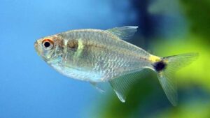 Freshwater fish - Aquarium Reference