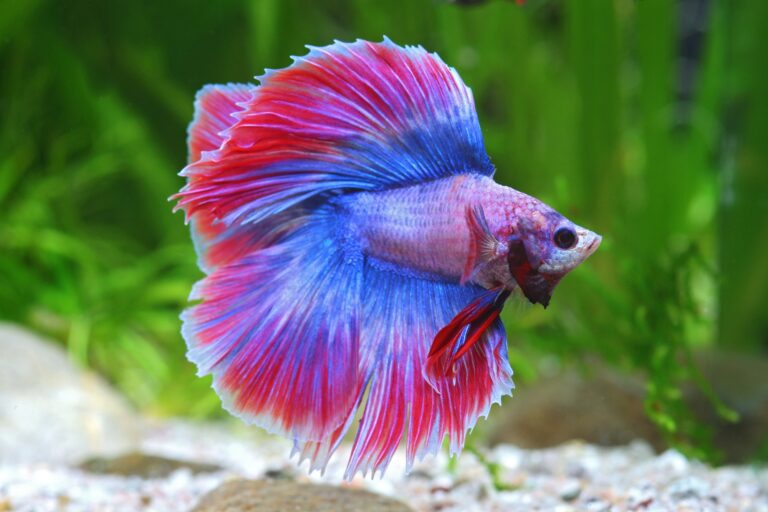 Profile fish betta - Aquarium Reference