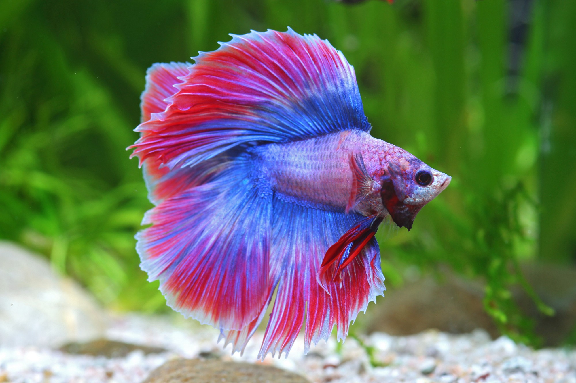 Profile fish betta - Aquarium Reference
