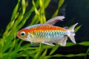 Freshwater fish - Aquarium Reference