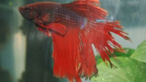 Profile fish Pleco - Aquarium Reference