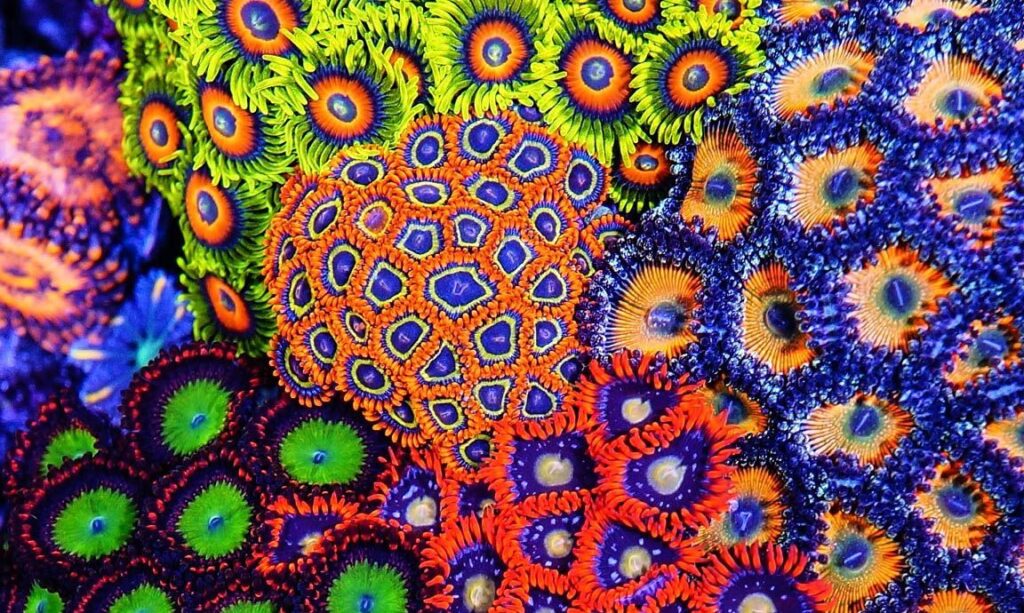Selecting Corals for the aquarium - Aquarium Reference
