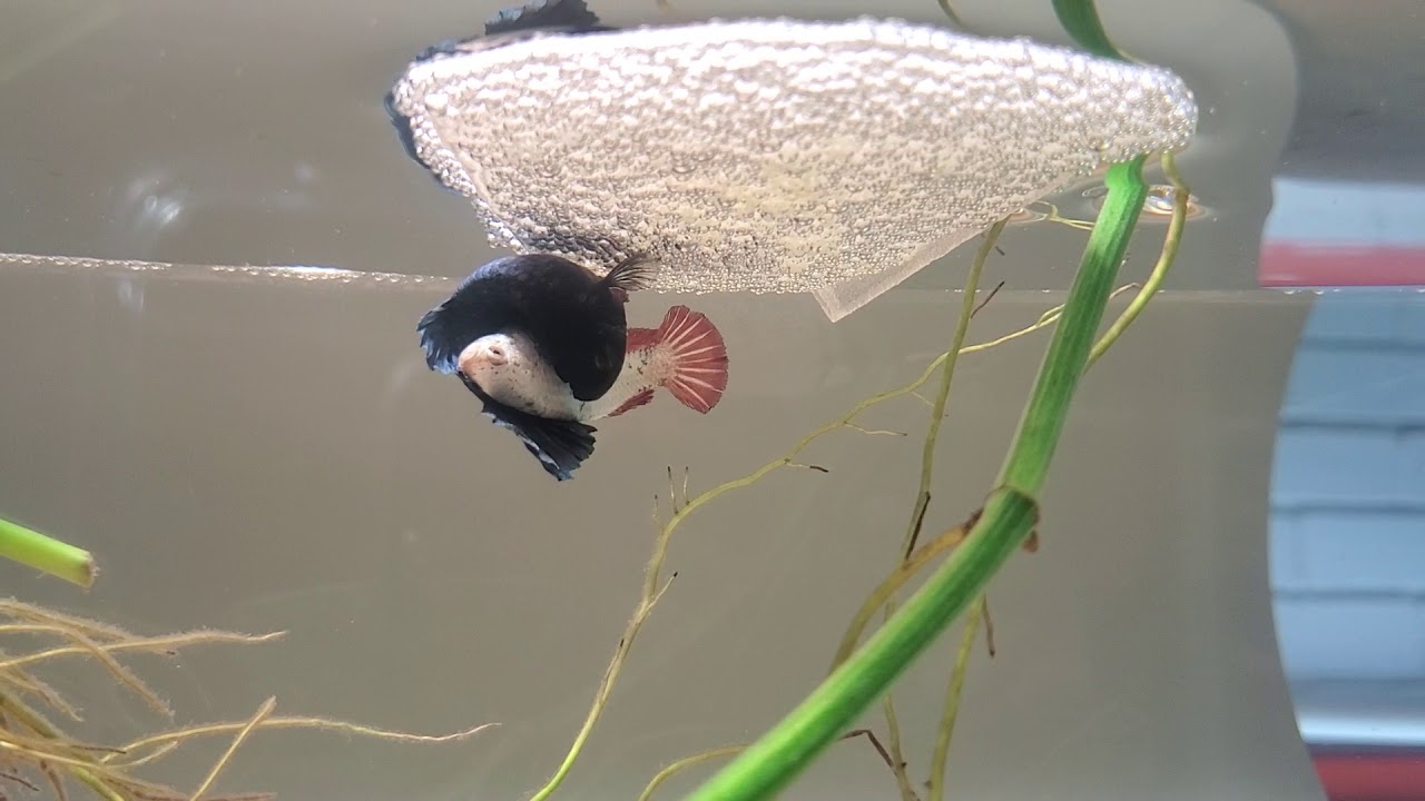 Fish - Giant Betta Fish - Aquarium Reference