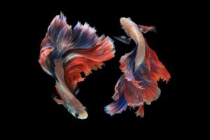 Profile fish betta - Aquarium Reference