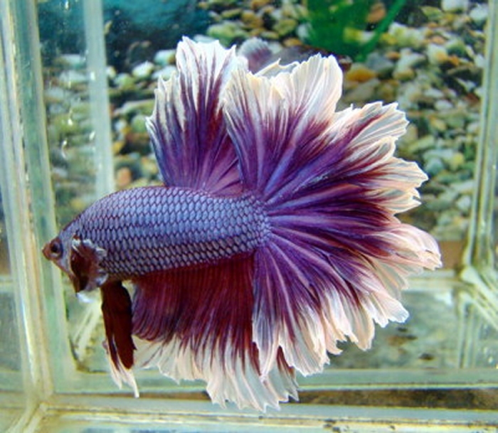 Profile fish betta - Aquarium Reference