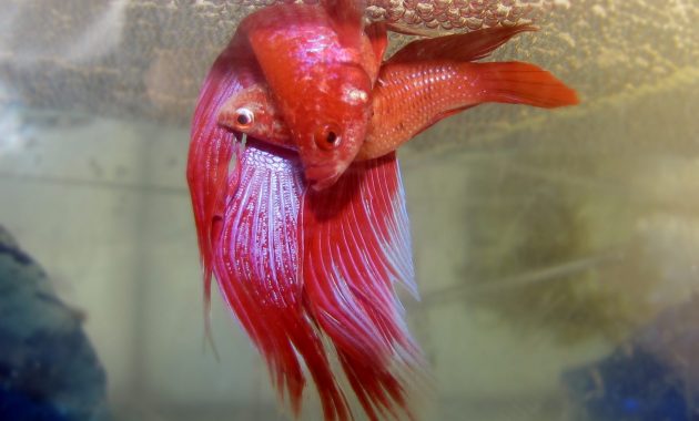 Profile fish betta - Aquarium Reference