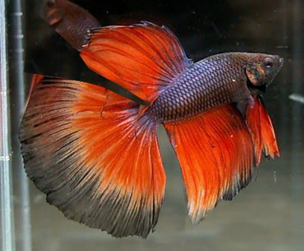 Profile fish betta - Aquarium Reference