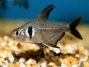 Freshwater fish - Aquarium Reference