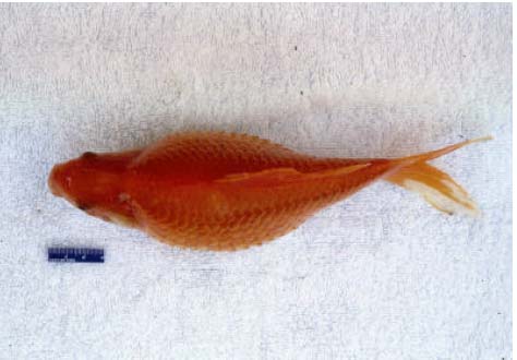 Profile Disease Dropsy - Aquarium Reference