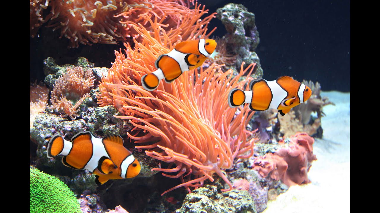 Fish feeding guidelines - Aquarium Reference