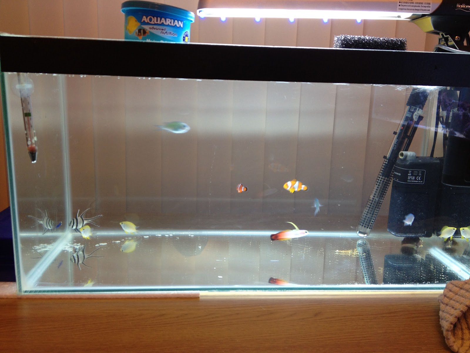 Profile Disease Hexamita - Aquarium Reference
