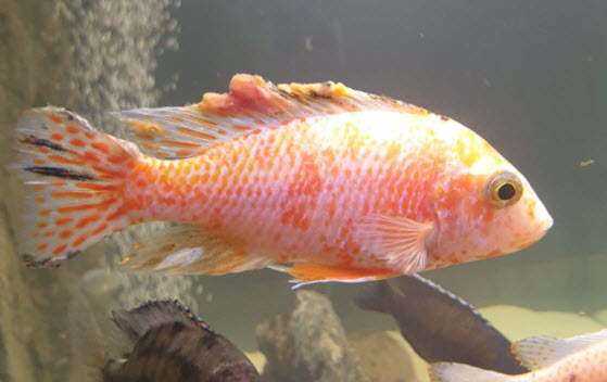 Profile Disease Lymphocystis - Aquarium Reference