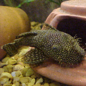 Profile fish Pleco - Aquarium Reference