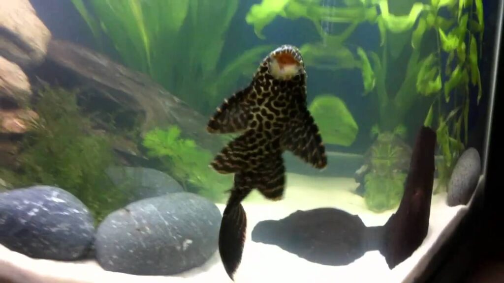 Profile fish Pleco - Aquarium Reference
