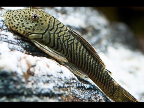 Profile fish Pleco - Aquarium Reference