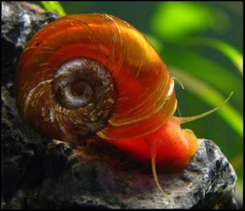 How to get rid of snails in aquarium - Aquarium Reference