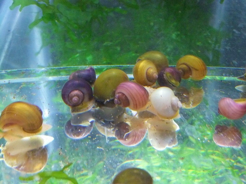 How to get rid of snails in aquarium - Aquarium Reference