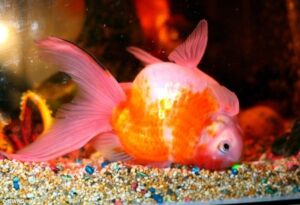 Profile fish Kuhli Loach - Aquarium Reference