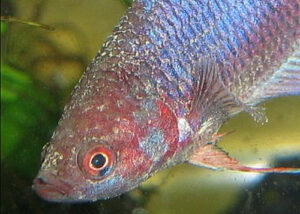 Profile fish Pleco - Aquarium Reference
