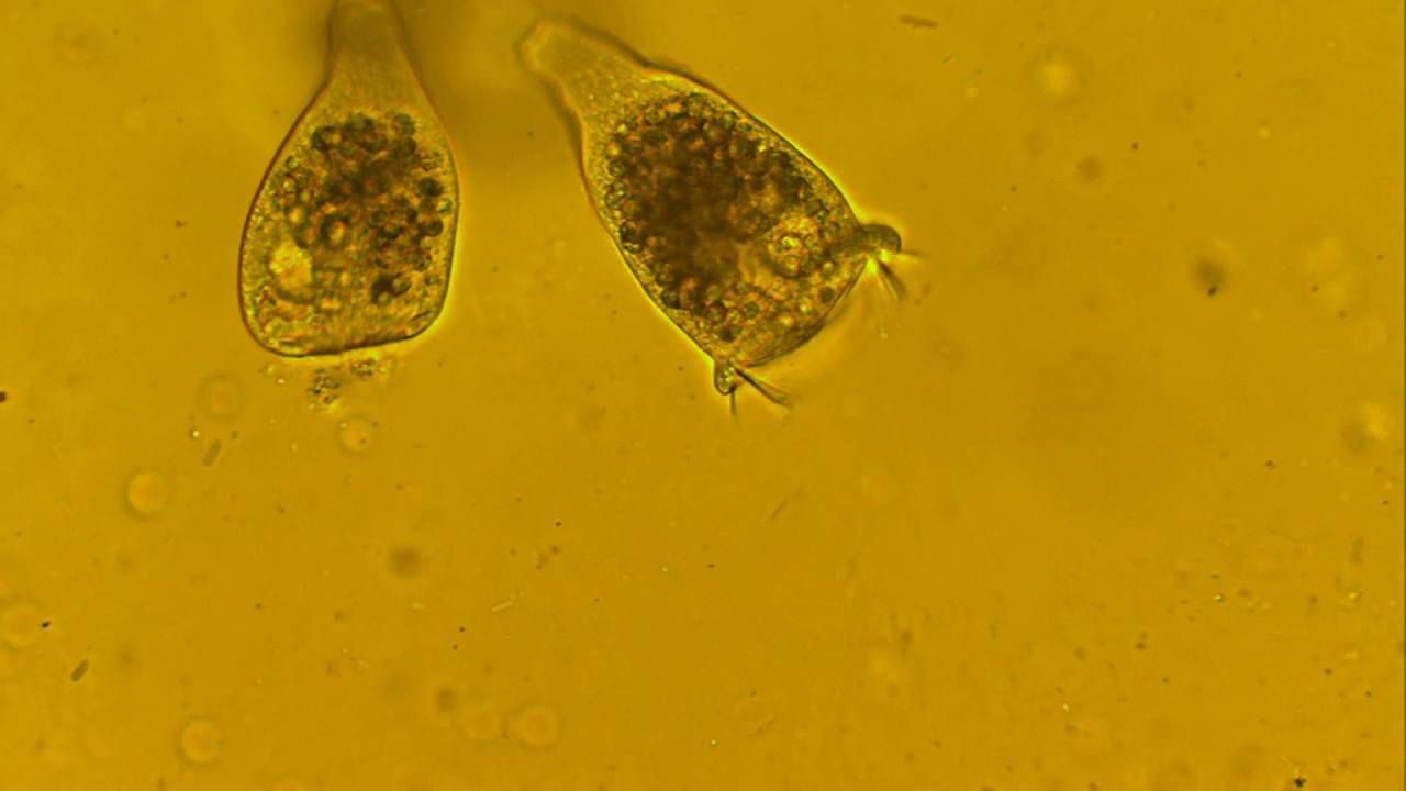 Profile Disease Velvet - Aquarium Reference