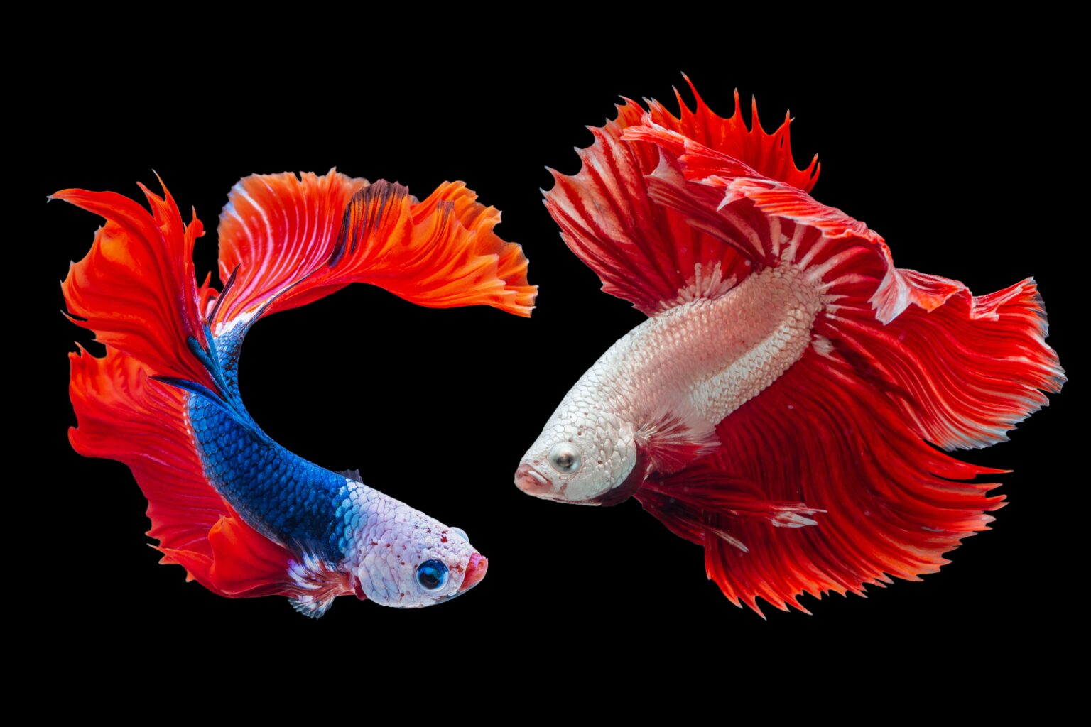 Fish - Giant Betta Fish - Aquarium Reference