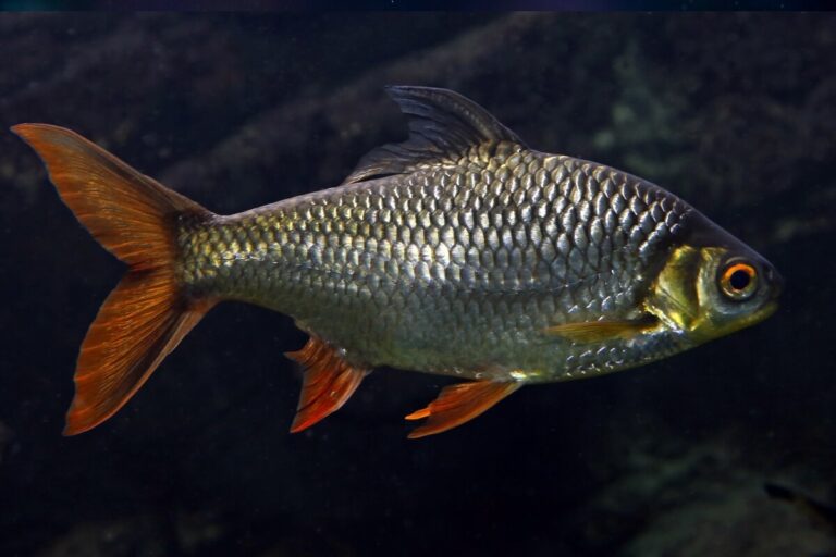 Freshwater fish - Aquarium Reference