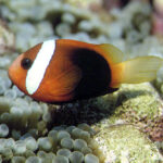 Profile fish Clownfish - Aquarium Reference