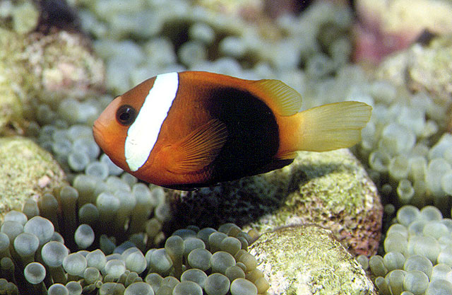 Profile fish Clownfish - Aquarium Reference