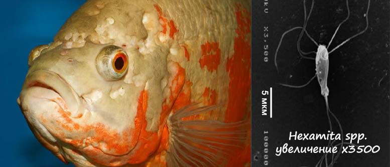 Profile Disease Hexamita - Aquarium Reference