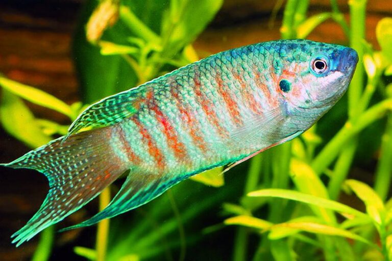 Freshwater fish - Aquarium Reference