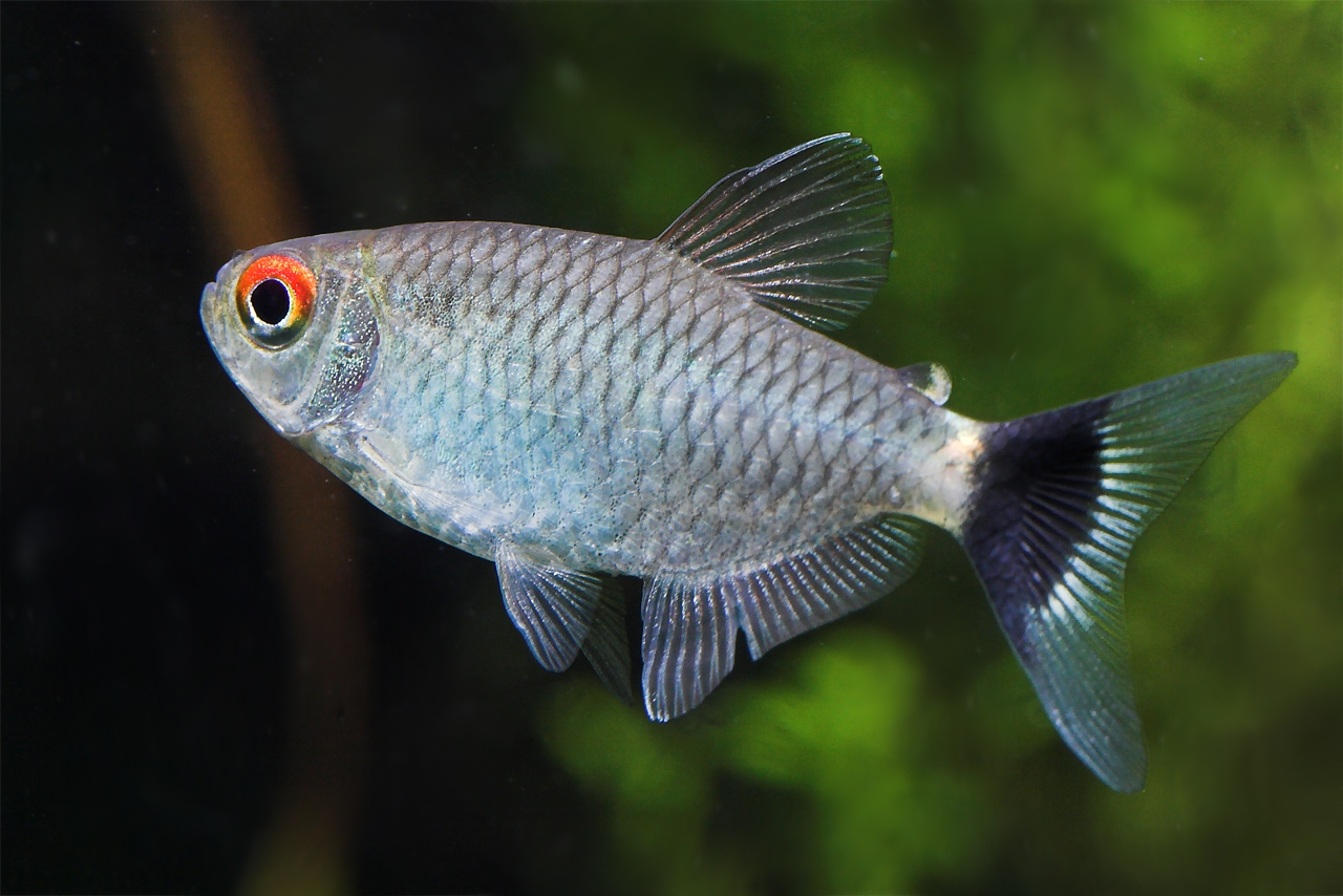Freshwater fish - Aquarium Reference