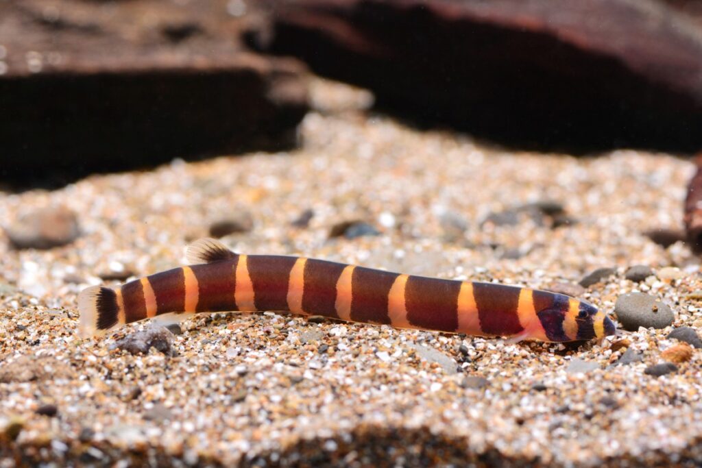Profile fish Kuhli Loach - Aquarium Reference