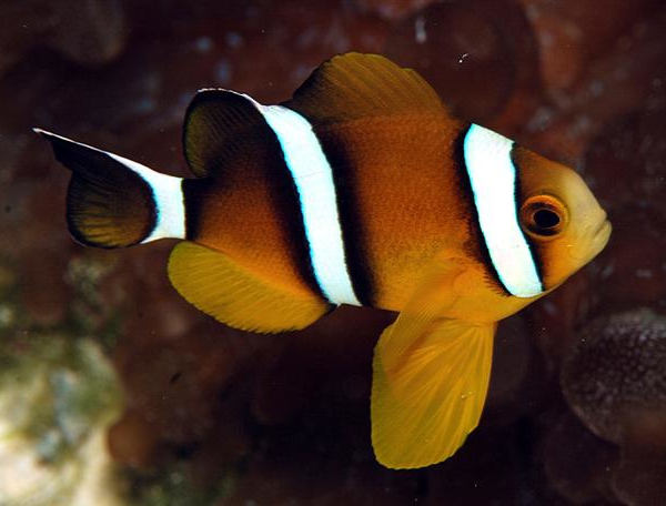 Profile fish Clownfish - Aquarium Reference