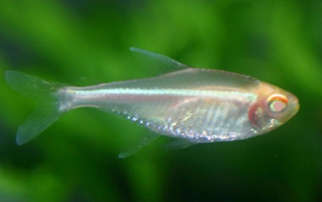 Profile fish Neon Tetra - Aquarium Reference