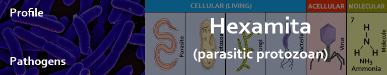 Profile Disease Hexamita - Aquarium Reference