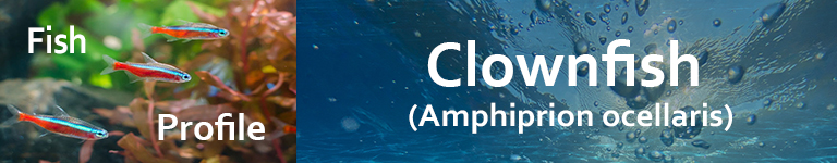 Profile fish Clownfish - Aquarium Reference