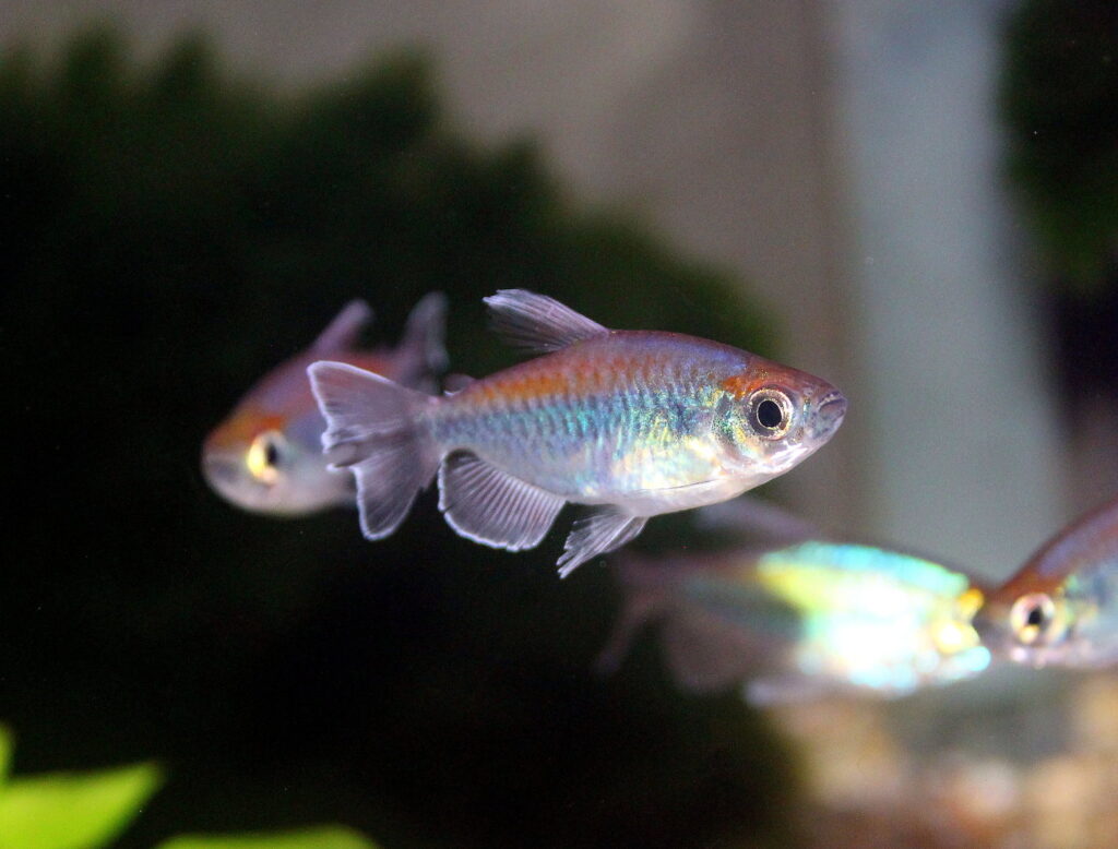 Profile fish Congo Tetra - Aquarium Reference