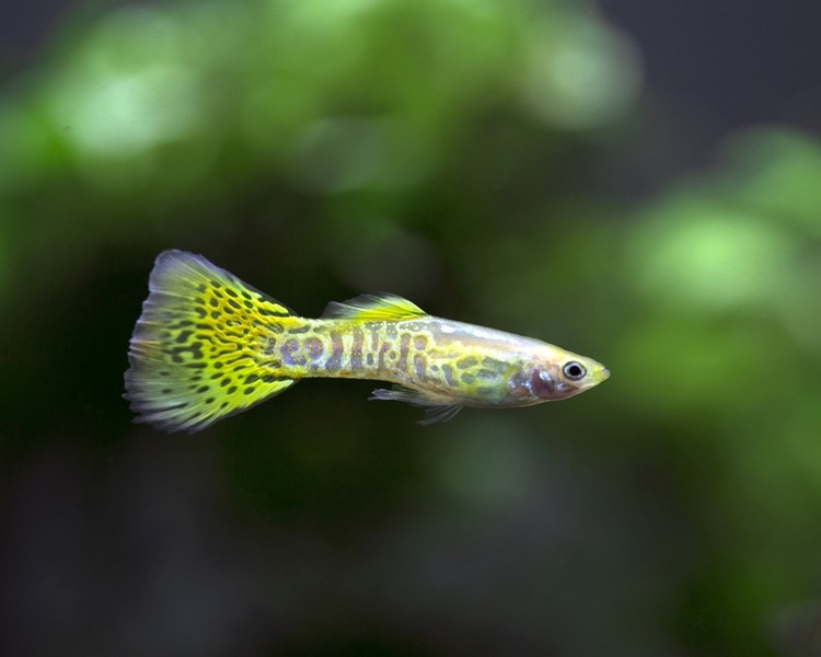 Profile fish guppy - Aquarium Reference
