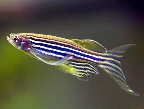 Profile fish Zebra Danio - Aquarium Reference