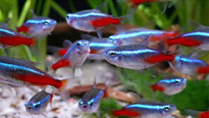 Profile fish Neon Tetra - Aquarium Reference