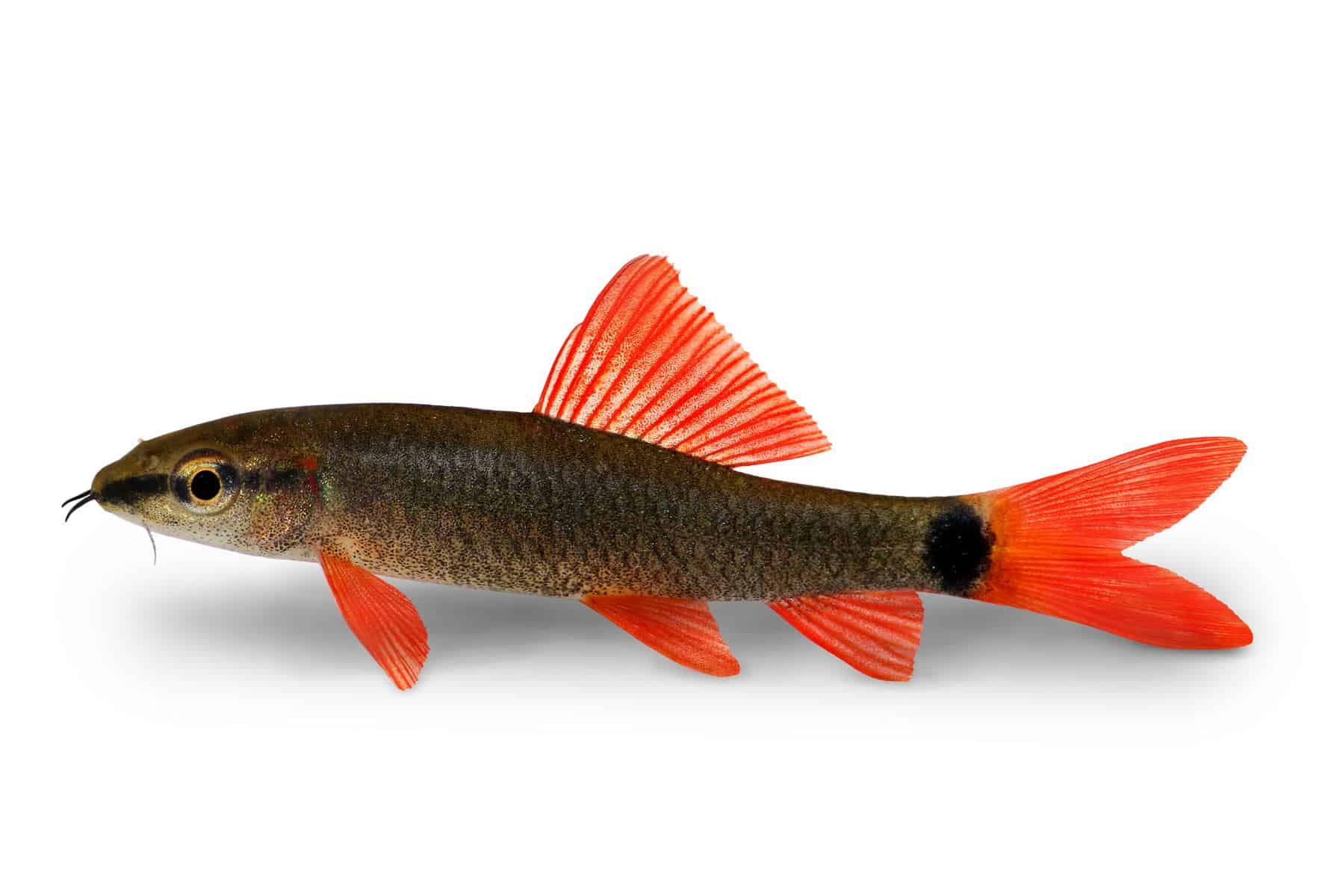 Profile fish Rainbow Shark - Aquarium Reference