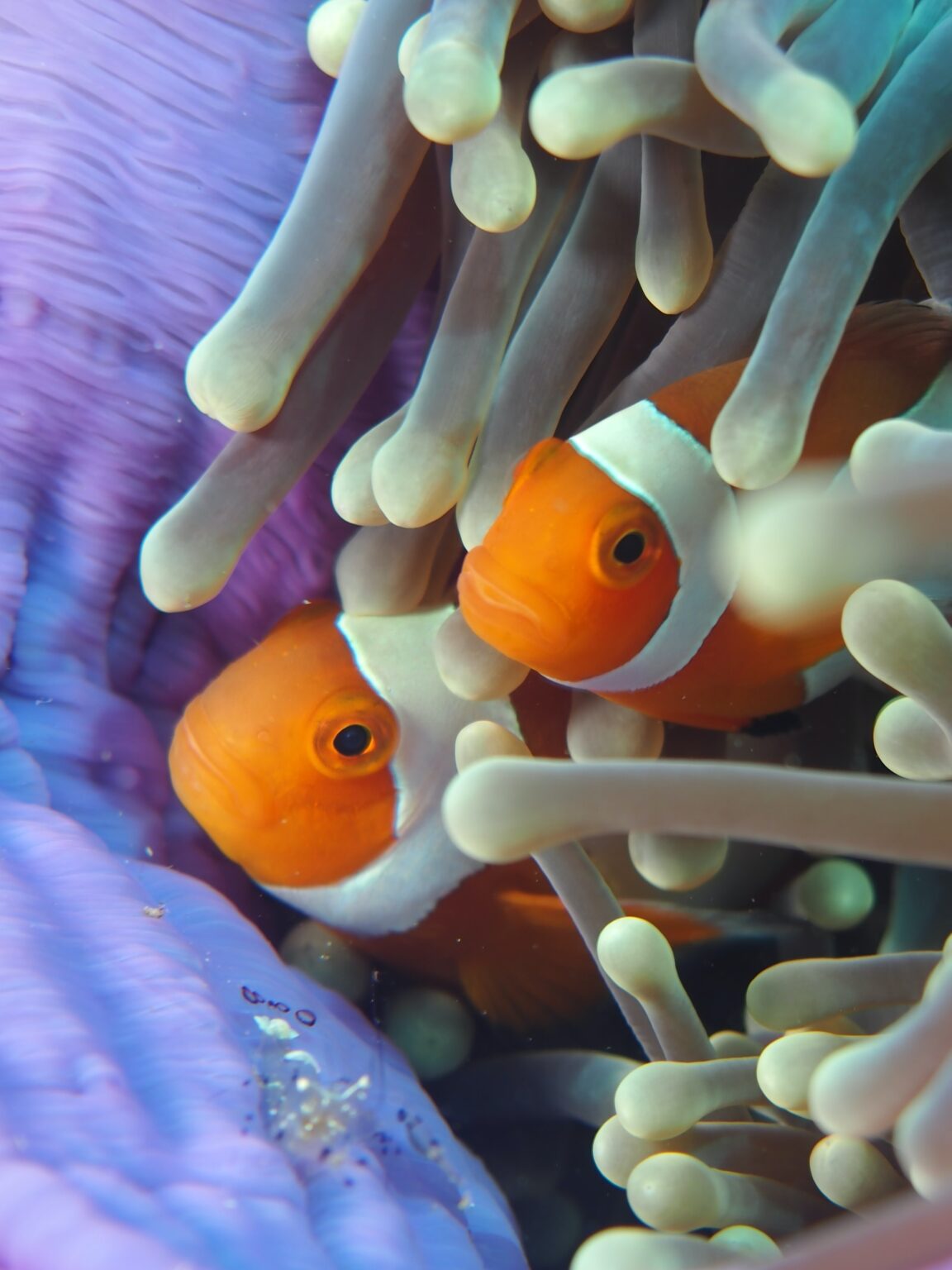 Profile fish Clownfish - Aquarium Reference