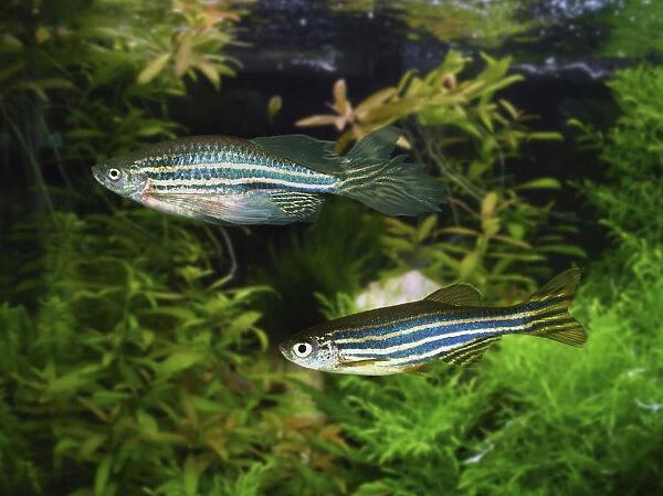 Profile fish Zebra Danio - Aquarium Reference
