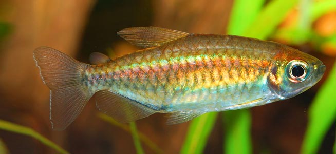 Profile fish Congo Tetra - Aquarium Reference