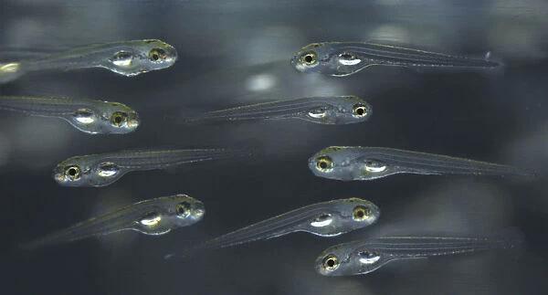 Profile fish Zebra Danio - Aquarium Reference