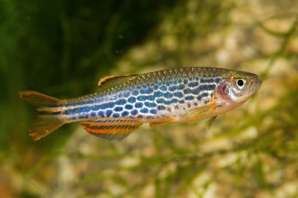 Profile fish Zebra Danio - Aquarium Reference