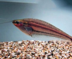 Profile fish Glass Catfish - Aquarium Reference
