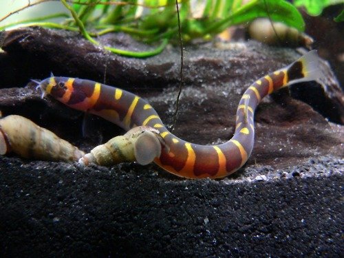 Profile fish Kuhli Loach - Aquarium Reference