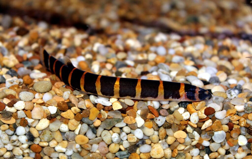 Profile fish Kuhli Loach - Aquarium Reference