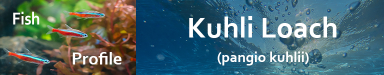 Profile fish Kuhli Loach - Aquarium Reference